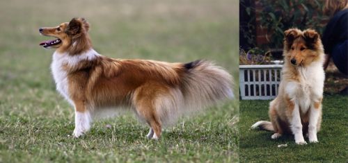 Shetland Sheepdog vs Rough Collie - Breed Comparison