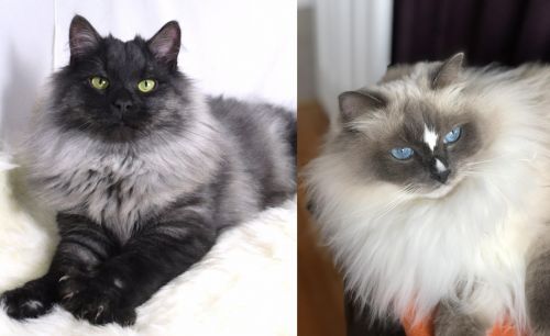 Smoke vs Ragdoll - Breed Comparison | MyCatBreeds
