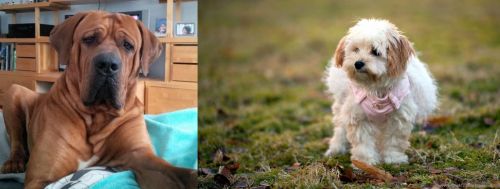 Tosa vs West Highland White Terrier - Breed Comparison