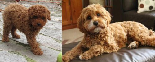 Toy Poodle vs Cavapoo - Breed Comparison | MyDogBreeds