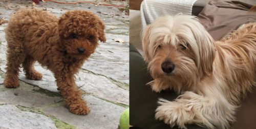 Toy Poodle vs Cyprus Poodle - Breed Comparison | MyDogBreeds