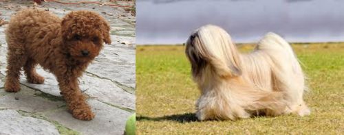 Toy Poodle vs Lhasa Apso - Breed Comparison | MyDogBreeds