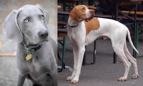 Weimaraner vs English Pointer - Breed Comparison | MyDogBreeds