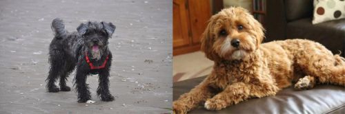 YorkiePoo vs Cavapoo - Breed Comparison | MyDogBreeds
