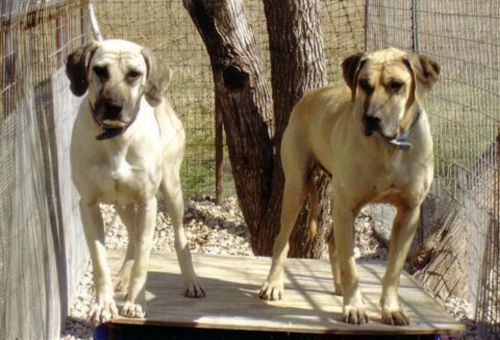 Rhodesian Ridgeback vs Black Mouth Cur - Breed Comparison