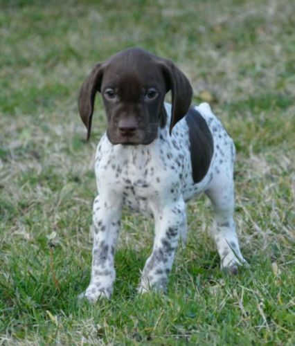 German Shorthaired Pointer vs Braque Francais - Breed Comparison