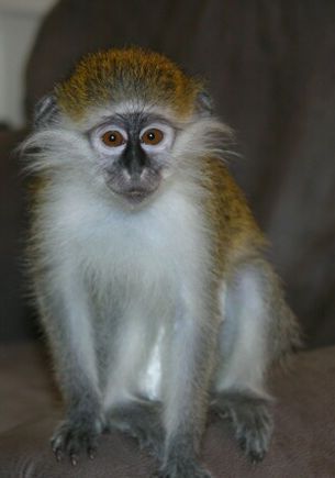 Squirrel Monkey Animals For Sale | Atlanta, GA #200066 | Petzlover