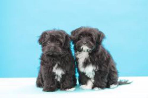 Chipoo Dog Breed Information, Images, Characteristics, Health