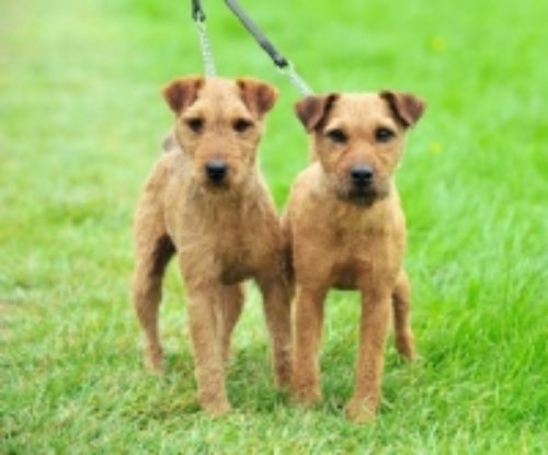 Fell Terrier Dog Breed Information, Images, Characteristics, Health