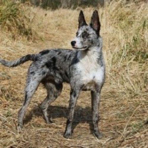 German Coolie vs English Shepherd - Breed Comparison