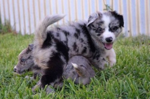 German Coolie vs English Shepherd - Breed Comparison