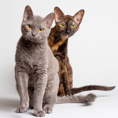 German Rex vs Brazilian Shorthair - Breed Comparison
