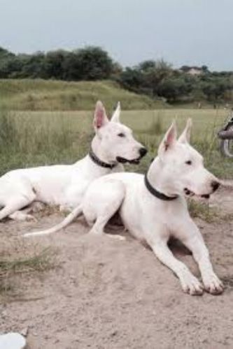 Queensland Heeler vs Gull Dong - Breed Comparison
