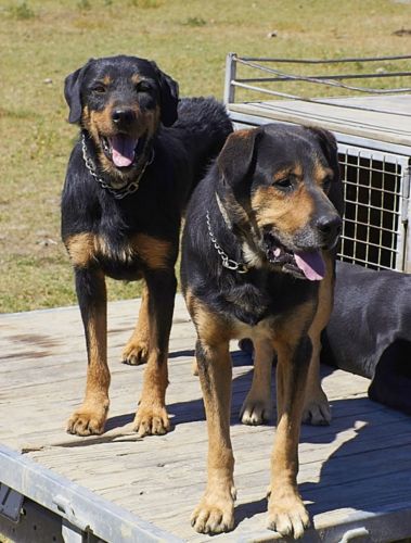 Huntaway Dog Breed Information, Images, Characteristics, Health