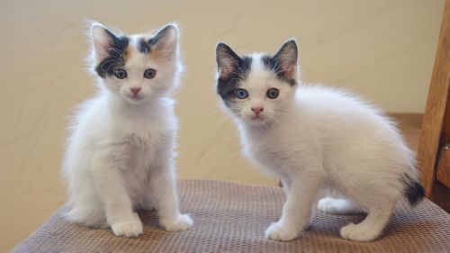 Japanese Bobtail vs Dilute Calico - Breed Comparison