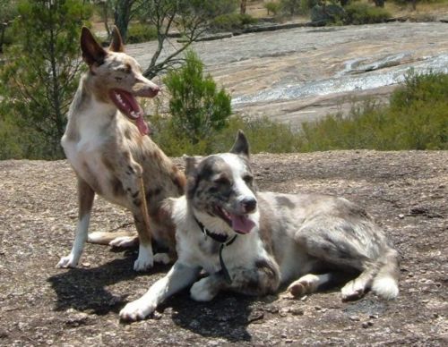 Koolie vs Double-Nosed Andean Tiger Hound - Breed Comparison