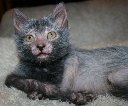 Lykoi vs Ginger Tabby - Breed Comparison | MyCatBreeds