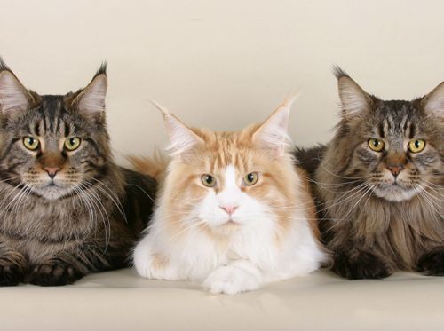 Tiger Cat vs Maine Coon - Breed Comparison | MyCatBreeds