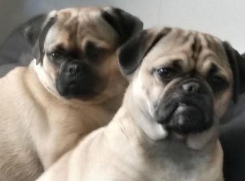 Muggin vs Double-Nosed Andean Tiger Hound - Breed Comparison