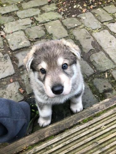 Northern Inuit Dog Dog Breed Information, Images, Characteristics, Health