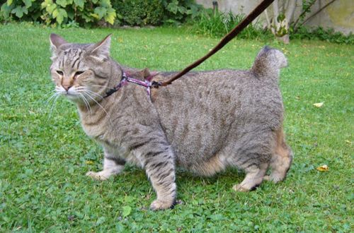 Pixie-bob vs American Bobtail - Breed Comparison | MyCatBreeds