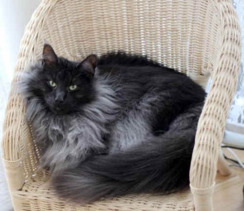 Smoke vs Colorpoint Shorthair - Breed Comparison | MyCatBreeds