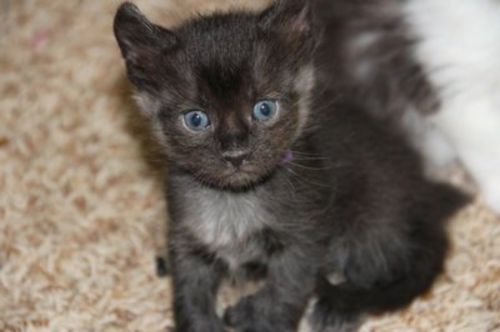 Smoke vs Ginger Tabby - Breed Comparison | MyCatBreeds