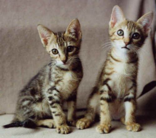 Sokoke Cat Breed Information, Images, Characteristics, Health
