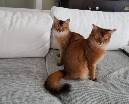 Somali vs Dilute Calico - Breed Comparison | MyCatBreeds