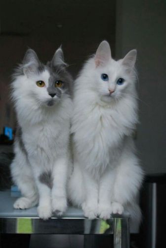 Turkish Van vs Turkish Angora - Breed Comparison | MyCatBreeds