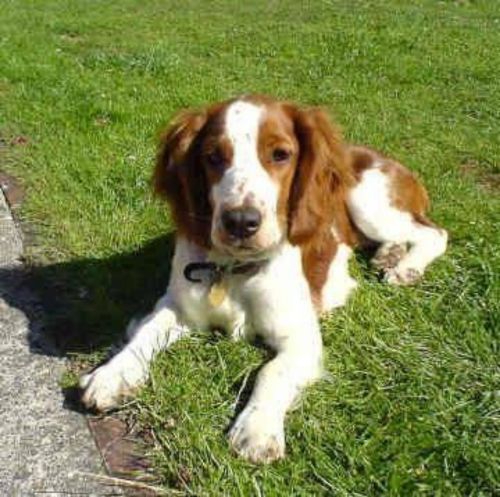 Welsh Springer Spaniel vs Field Spaniel - Breed Comparison